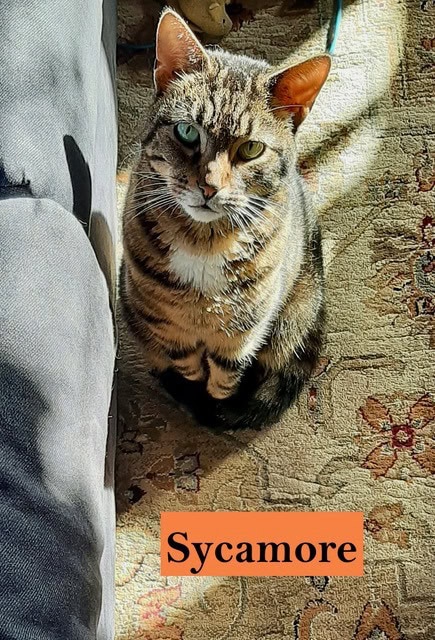 Happy Cats—A Gallery of Meekins Cats | Meekins Library